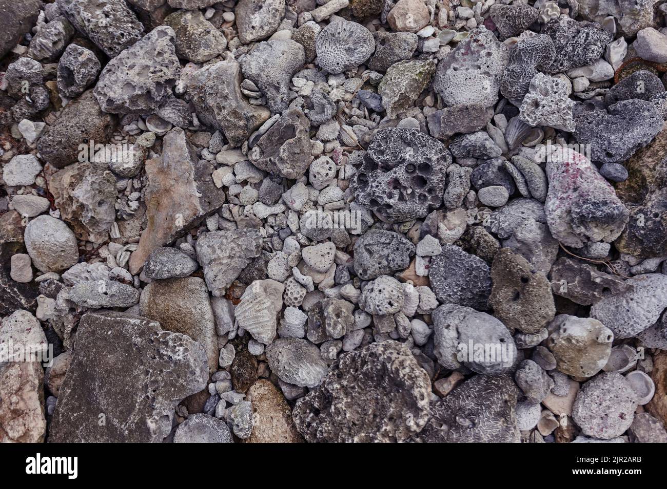 Texture of porous fossil stones typical of the Mayan Riviera in Mexico ...