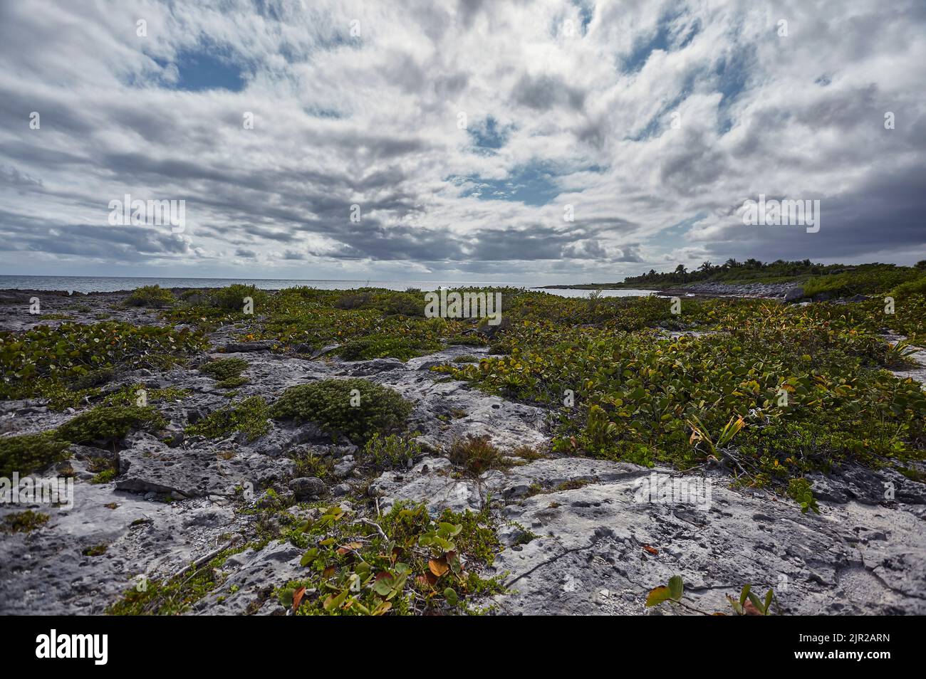 Tropical vegetation that grows among the rocks in the Caribbean coast ...