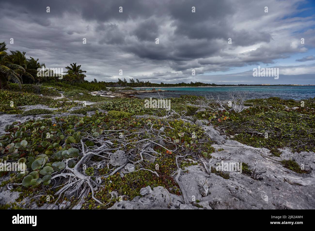 Tropical vegetation that grows among the rocks in the Caribbean coast ...