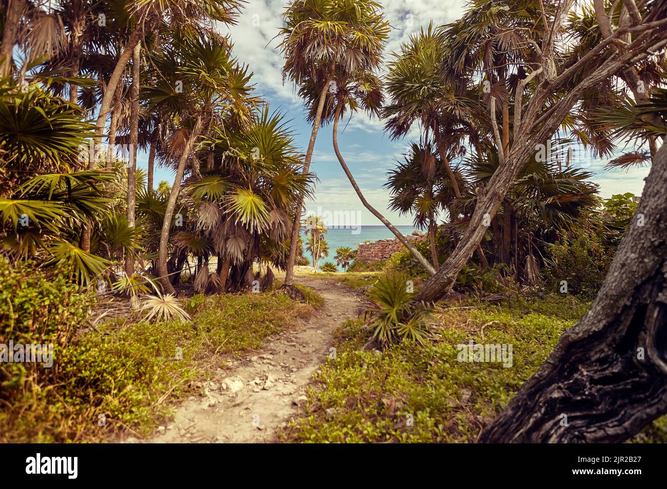 Path in the middle of the tropical forest in the complex of Tulum Mayan ...