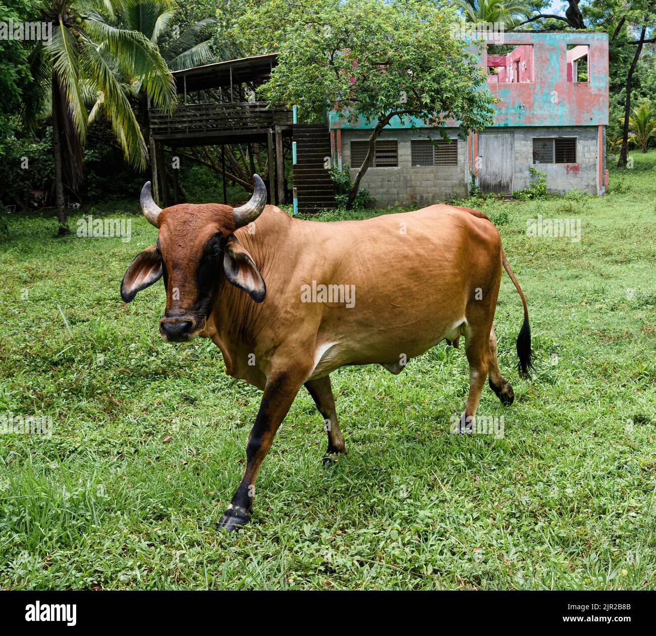 Jungle cattle and horses grazing on epic tropical island with beautiful ...