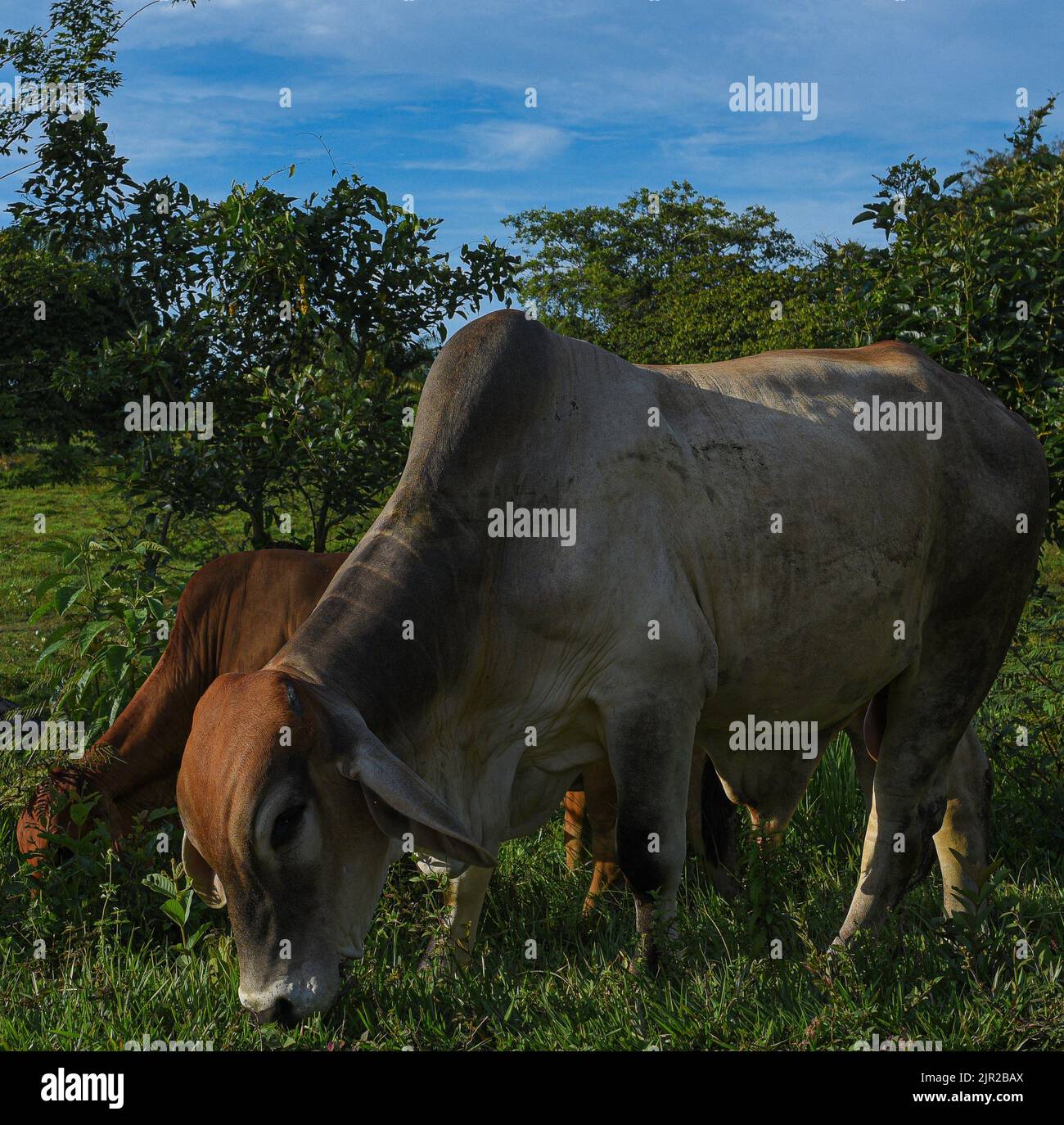 Jungle cattle and horses grazing on epic tropical island with beautiful ...