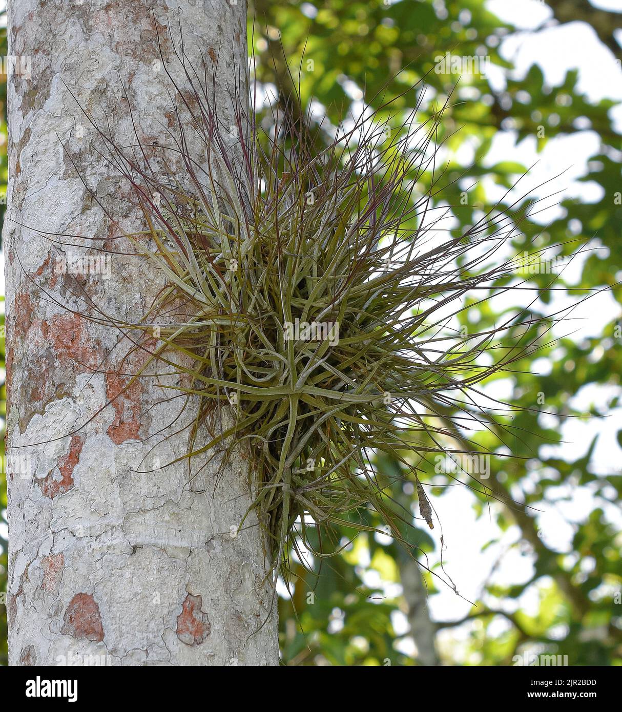 Mystery Grass Growing On The Side Of A Tree Stock Photo - Alamy