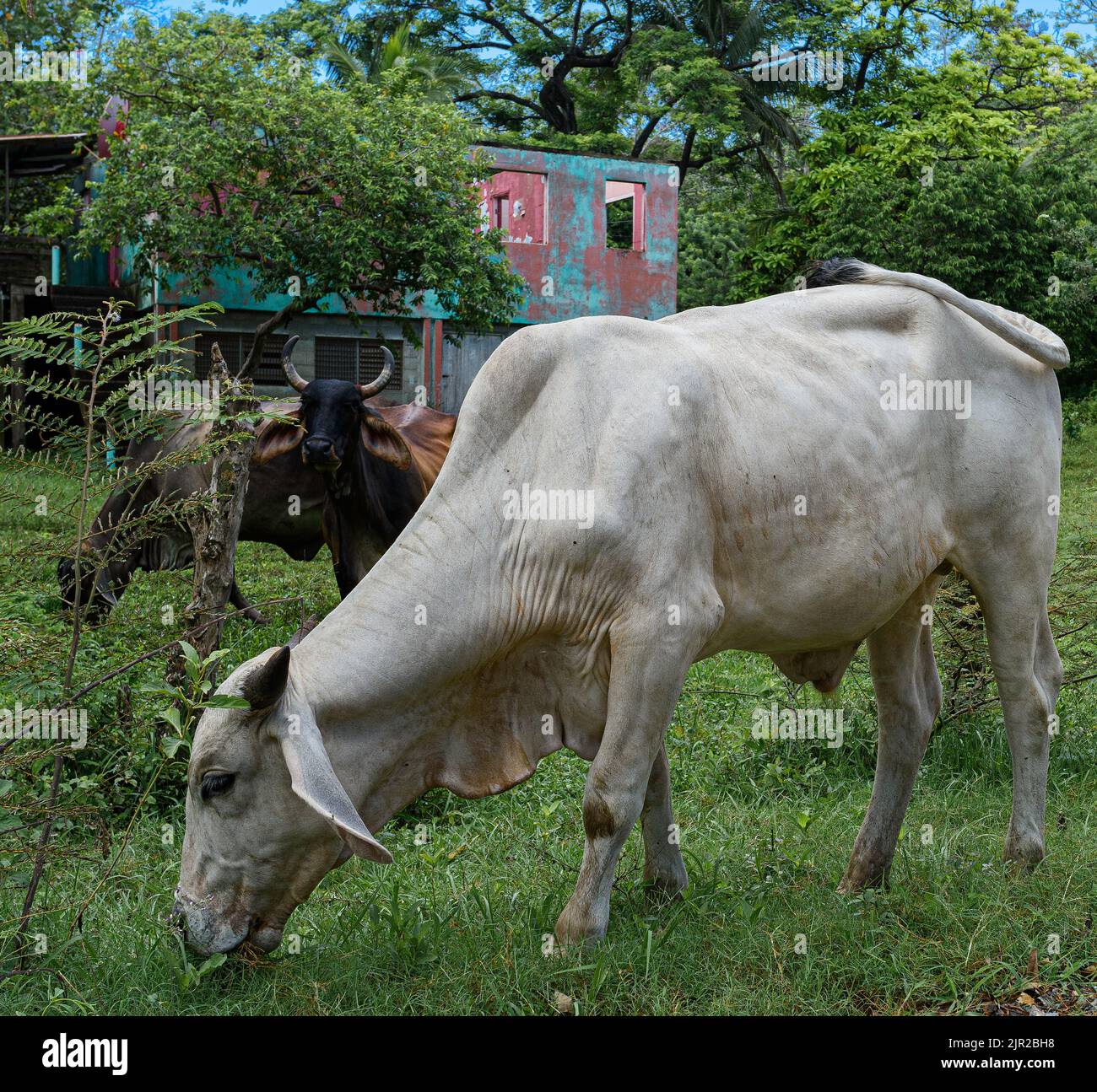 Jungle cattle and horses grazing on epic tropical island with beautiful ...