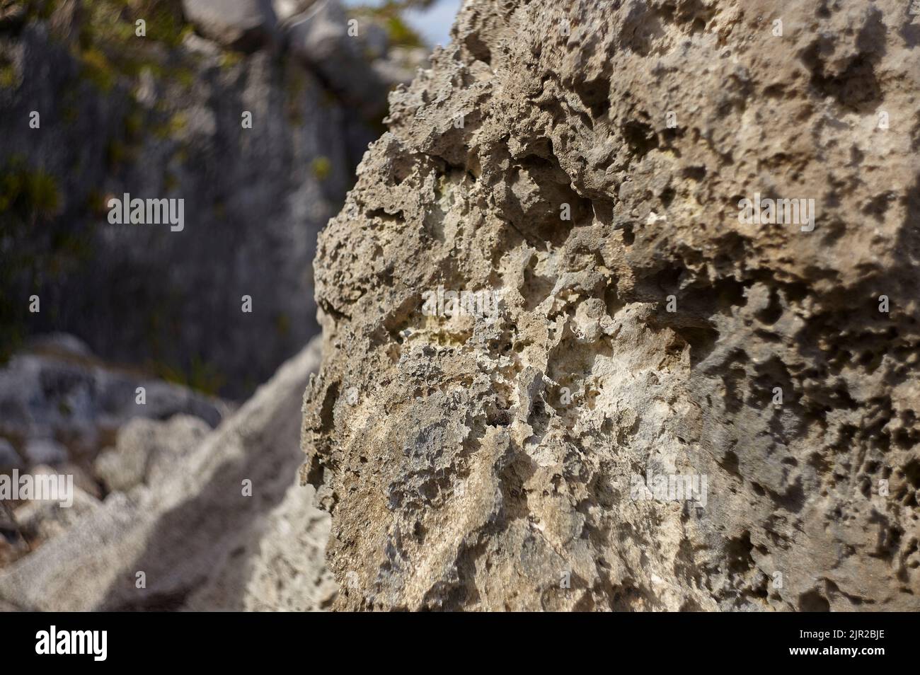 Detail of a limestone rock typical of the Mayan Riviera in Mexico Stock ...