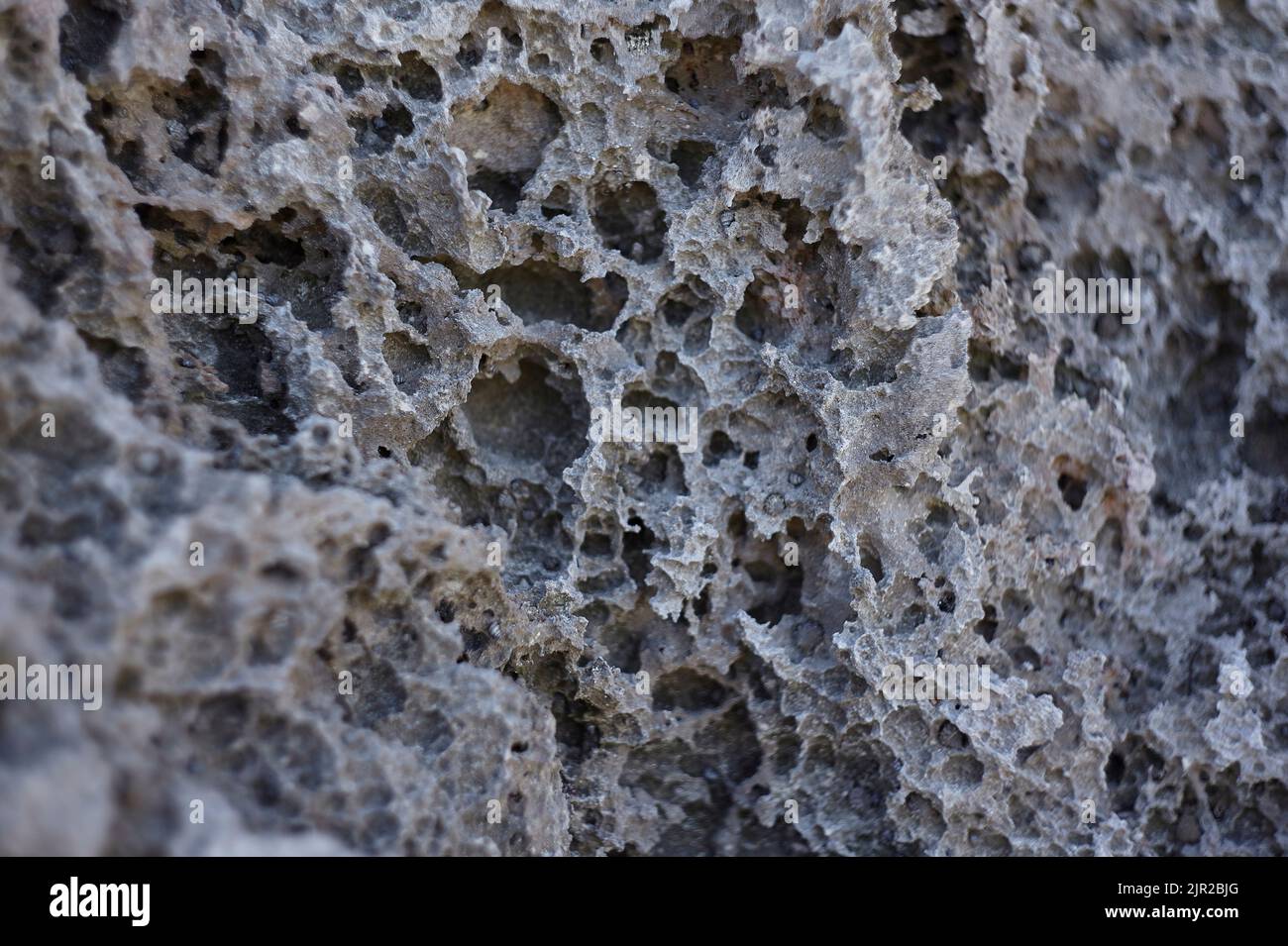 Detail of a limestone rock typical of the Mayan Riviera in Mexico Stock ...