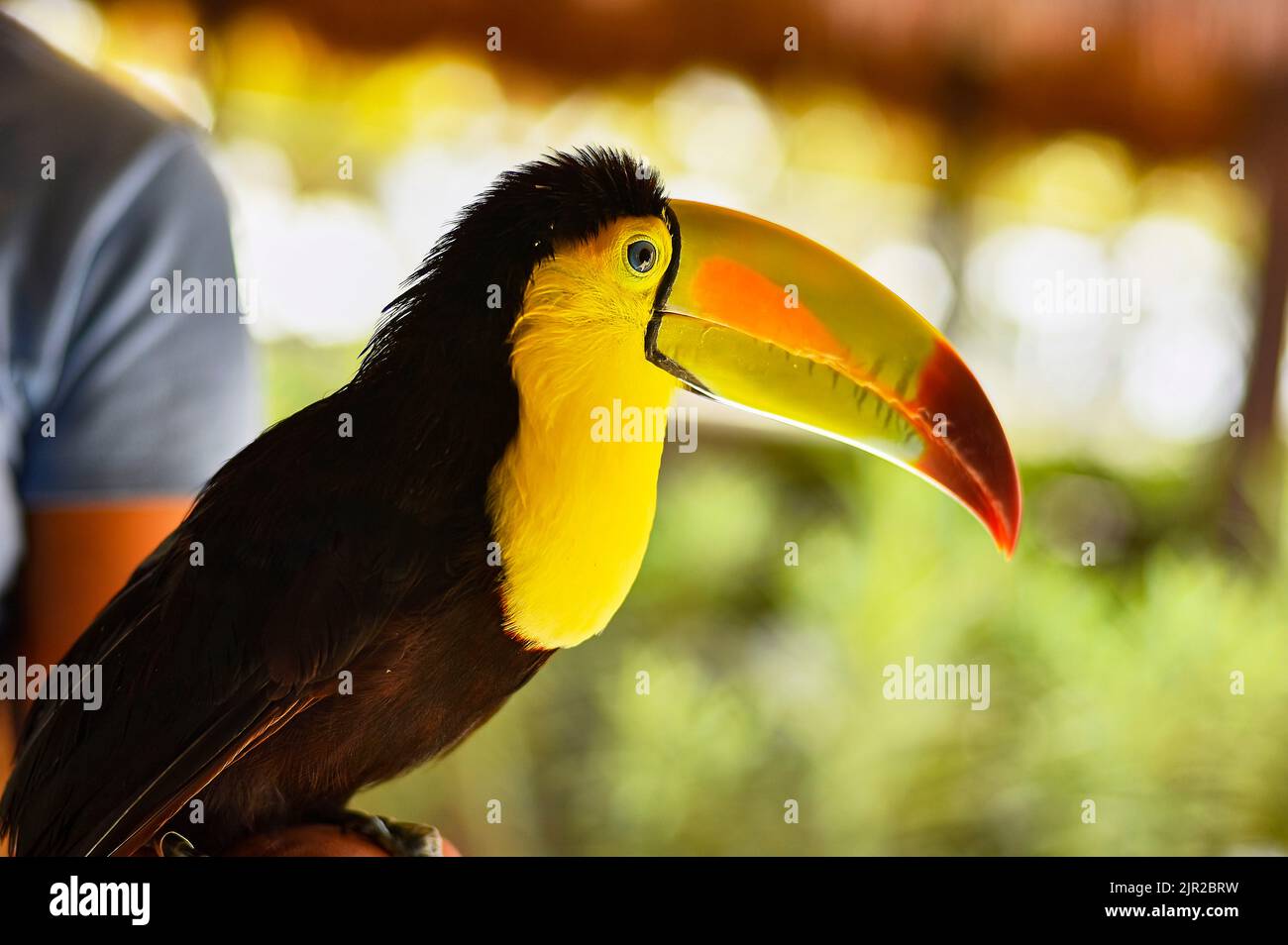 Close-up portrait of a toucan in mexico Stock Photo - Alamy