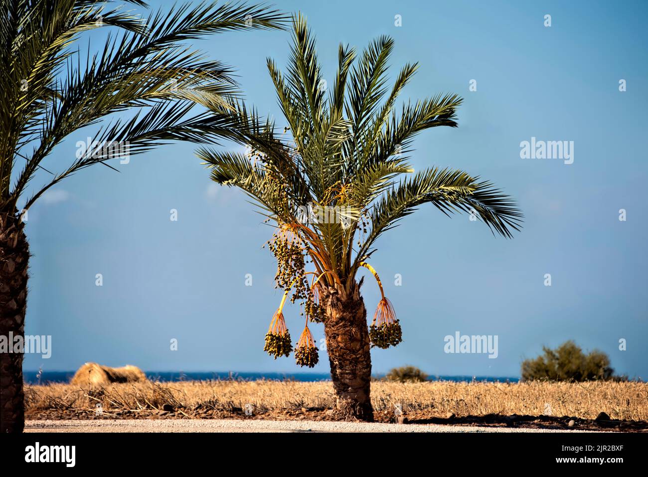 Date palm tree dates hanging hi-res stock photography and images - Alamy