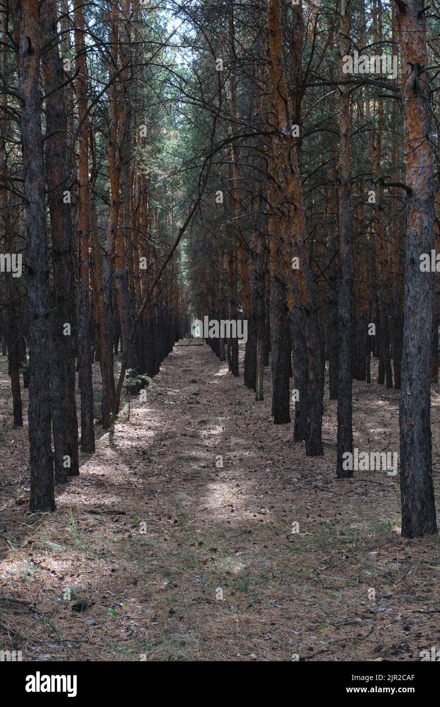 Pine forest planted in straight rows, forest landscape Stock Photo - Alamy