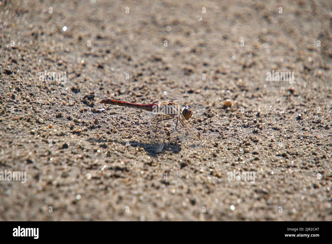 Insect dragonfly sits hot sand in hot sunny weather Stock Photo - Alamy