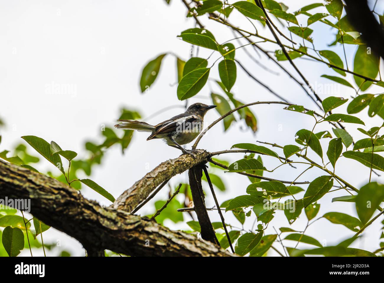 Robin house sparrow garden hi-res stock photography and images - Alamy
