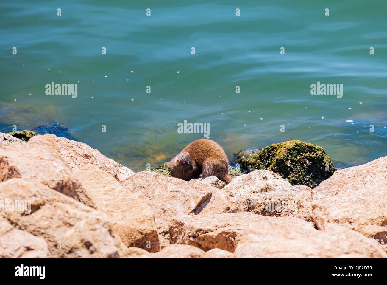 Close up shot mink hi-res stock photography and images - Alamy