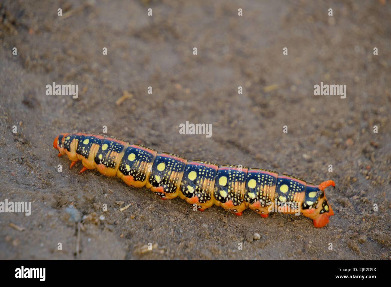 Bright colorful caterpillar crawling sand Stock Photo - Alamy