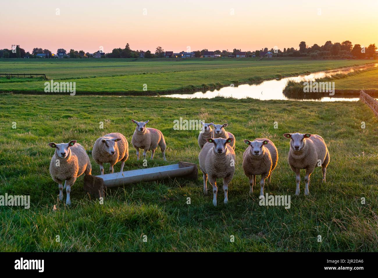 Sheep in the Dutch meadow landscape during sunset look curiously at the ...