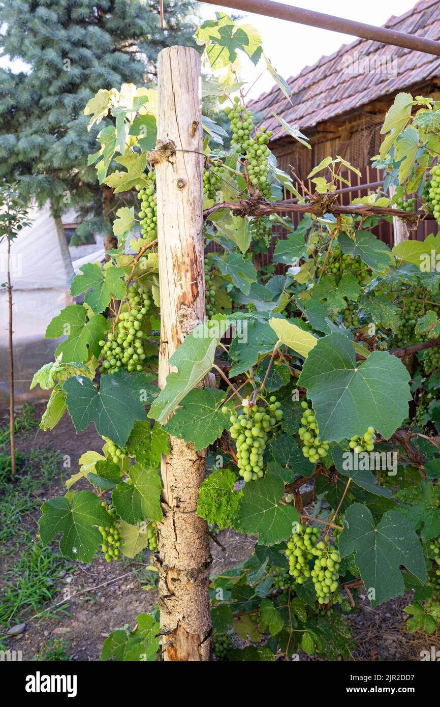 Grape vine pole hi-res stock photography and images - Alamy