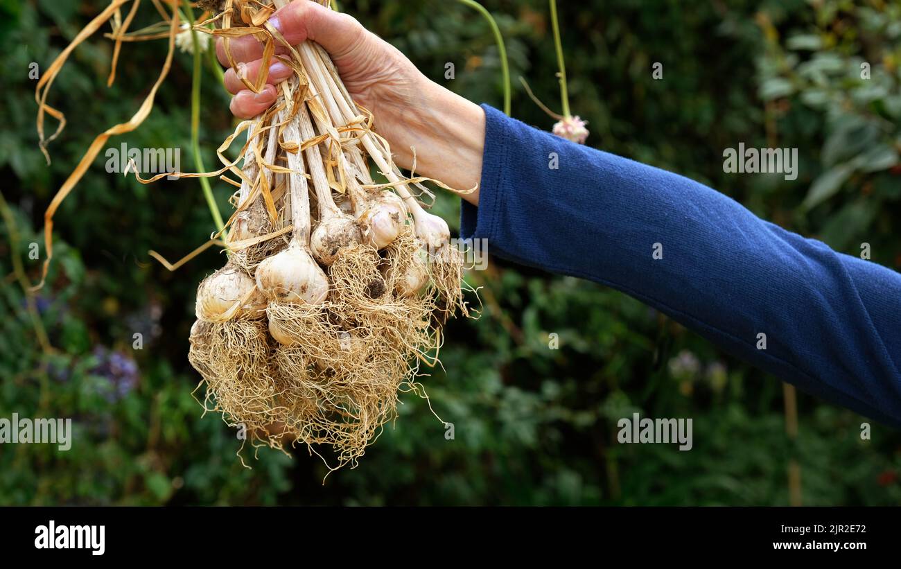 Female hand holding freshly harvested garlic from the garden - John ...