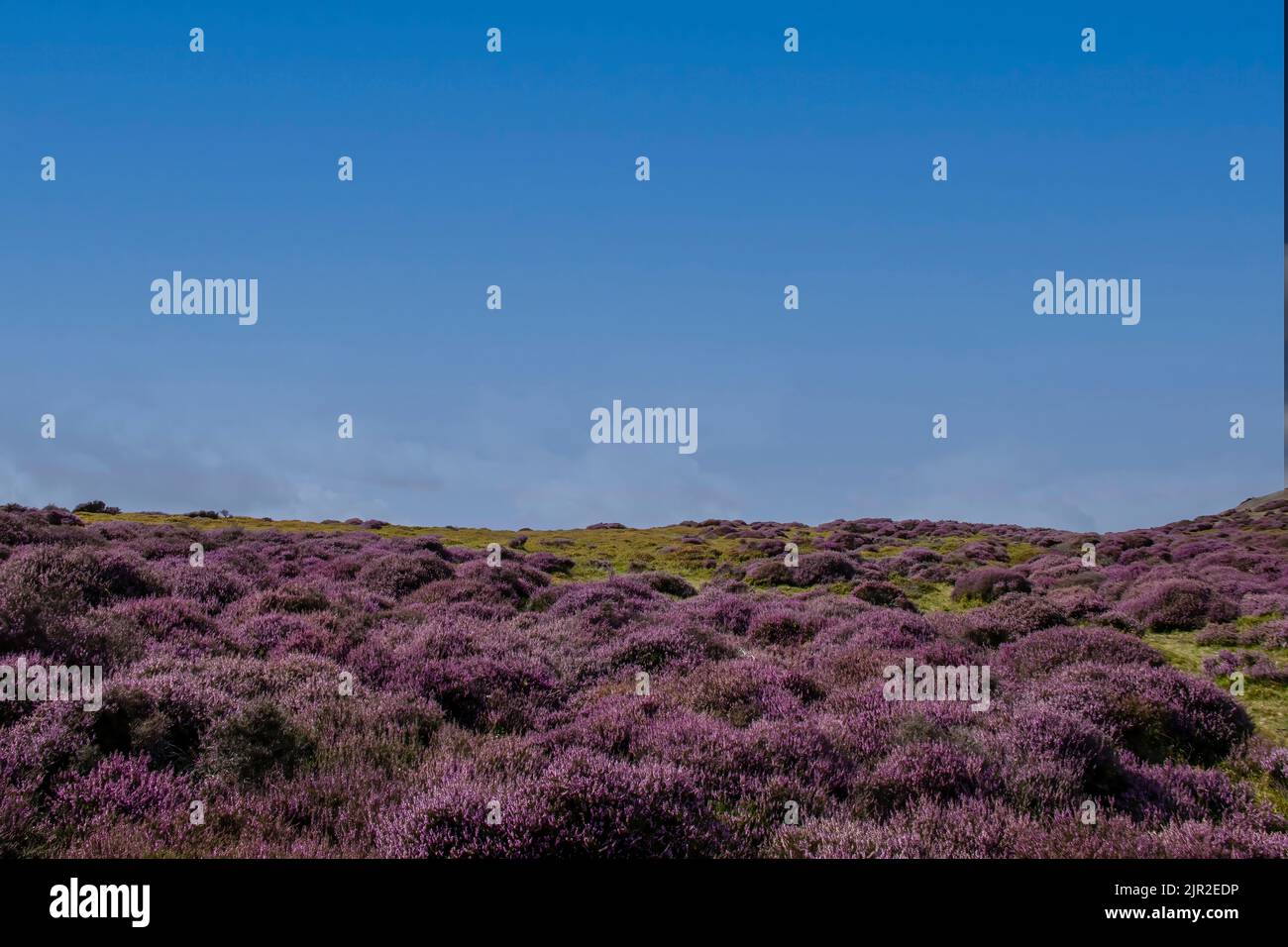 Heather covered hillside hi-res stock photography and images - Alamy