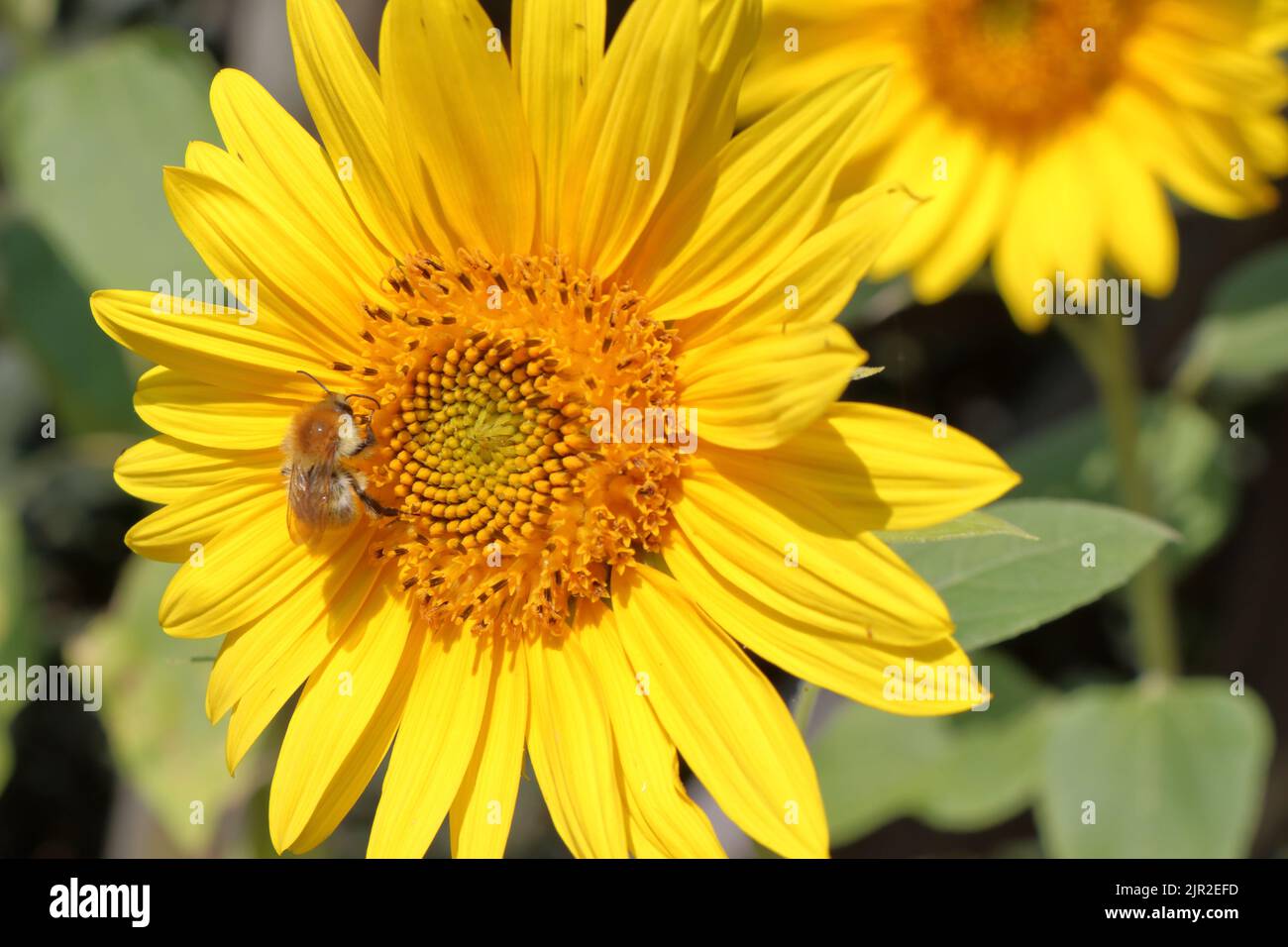Sunflower in bloom Stock Photo - Alamy
