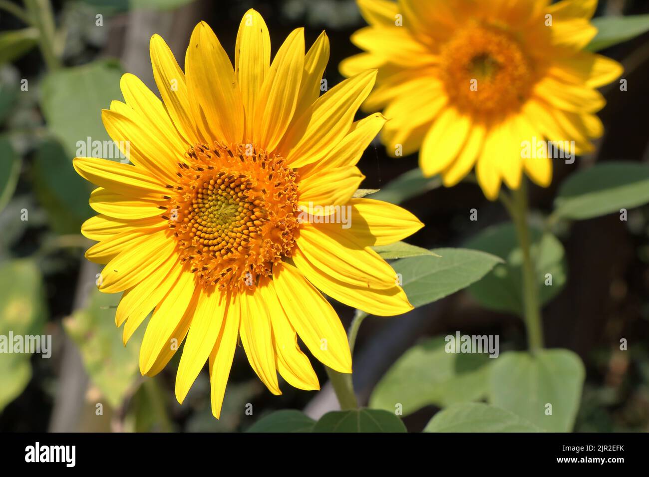 Sunflower in bloom Stock Photo - Alamy