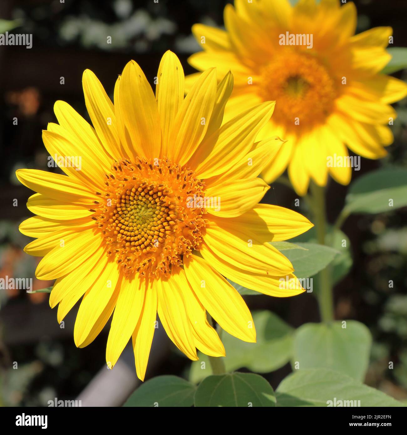 Sunflower in bloom Stock Photo - Alamy