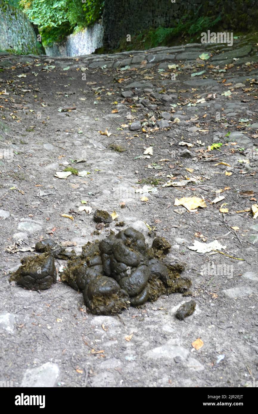 Horse waste hi-res stock photography and images - Alamy