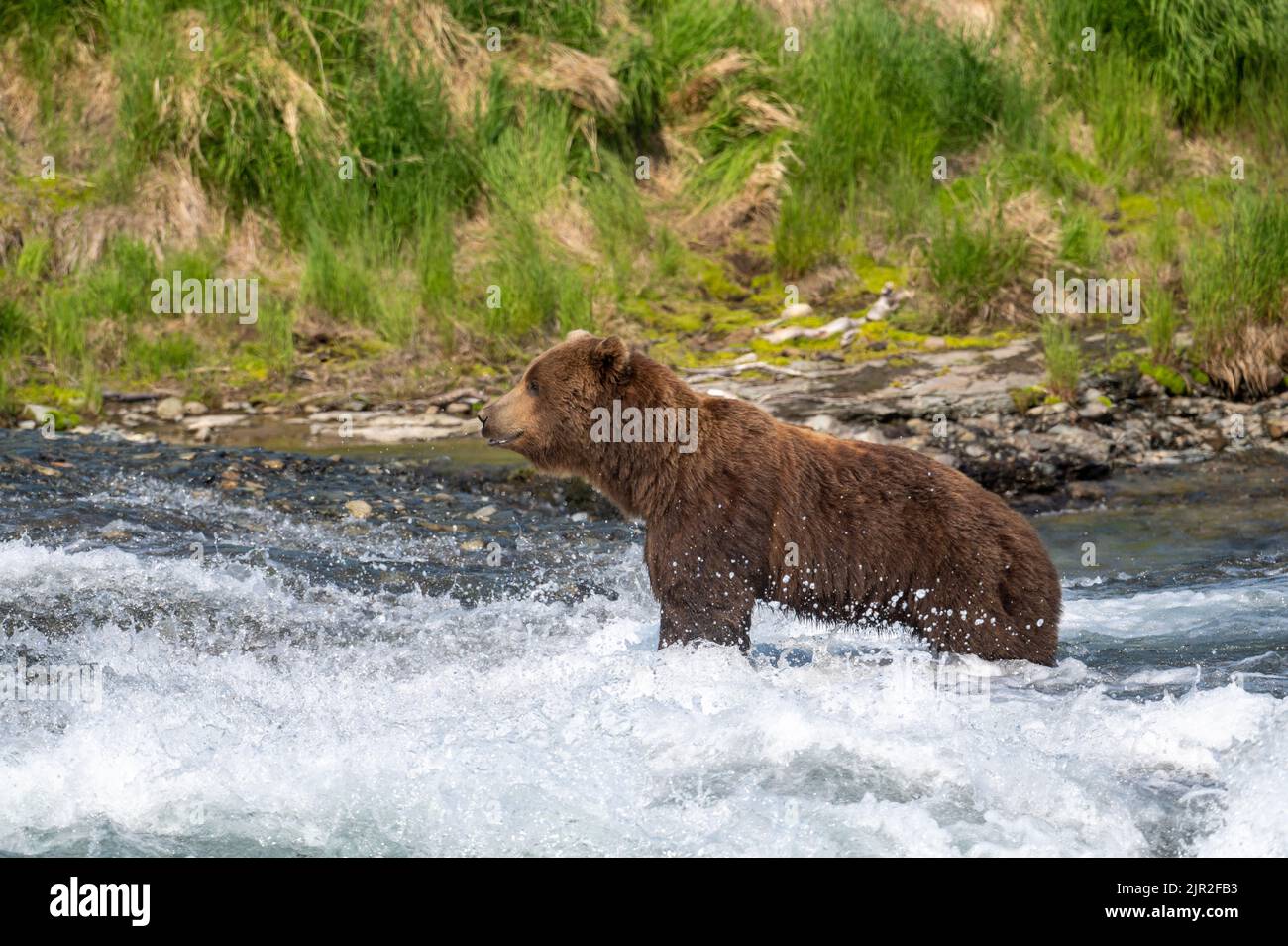 Alaskan brown bear standing in the rapids of the falls fishing for ...