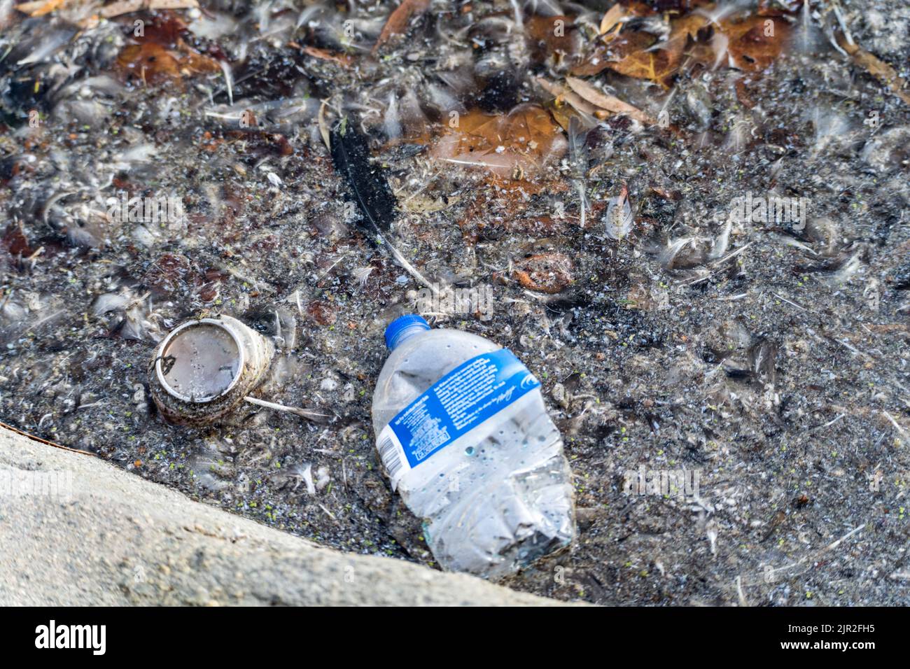 A plastic and pollution in the lake at Mile Square Park Stock Photo - Alamy