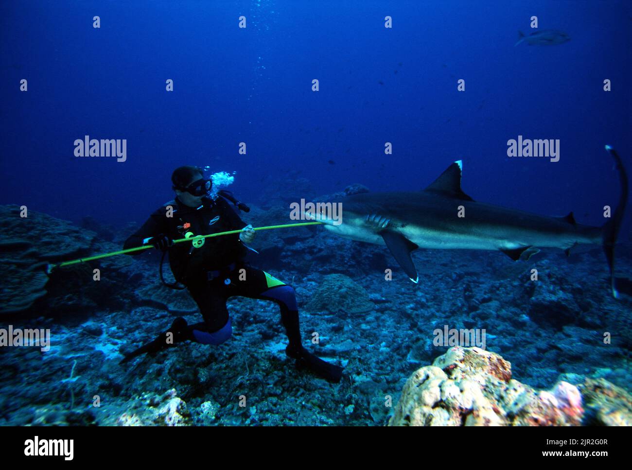 This diver (MR) is feeding the silvertip shark, Carcharhinus ...