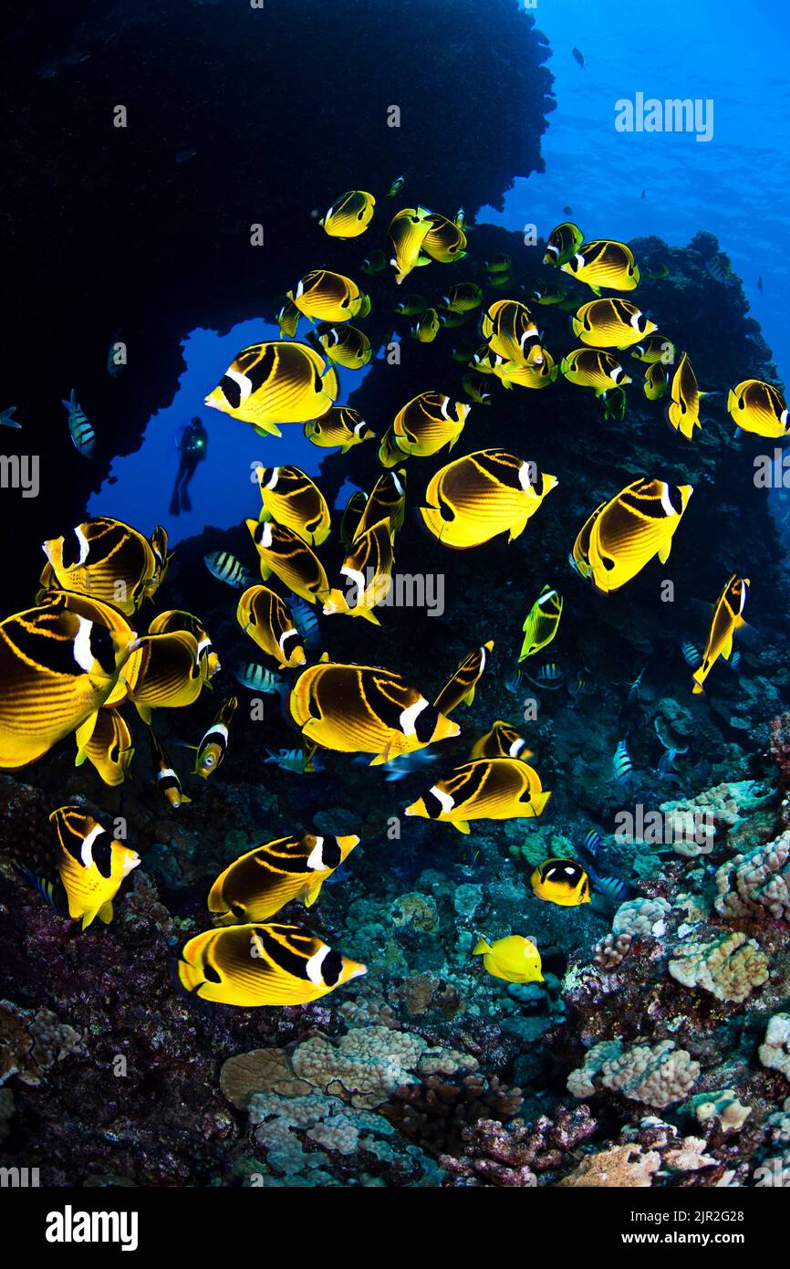 Chaetodon lunula raccoon butterflyfish hi-res stock photography and ...