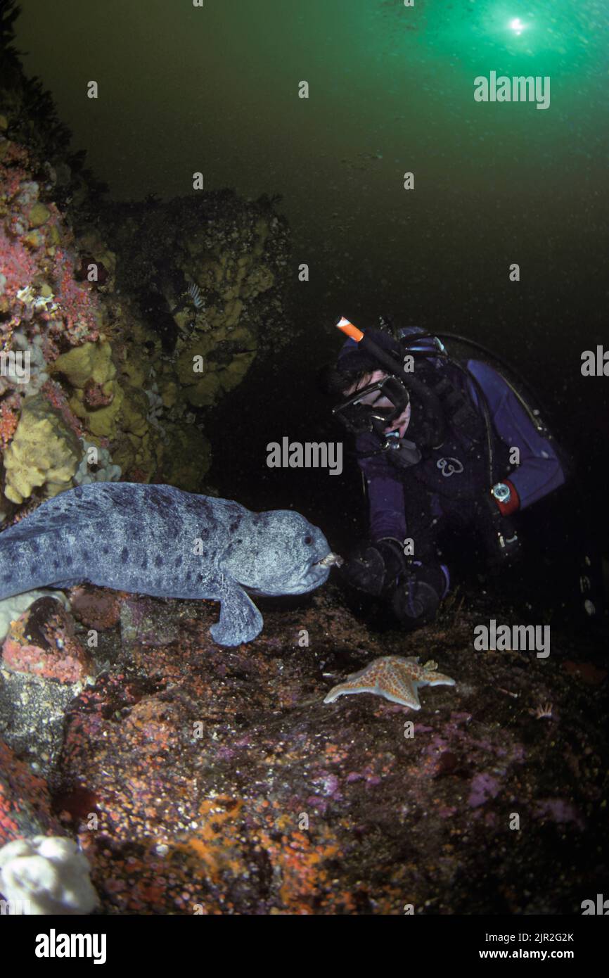 Diver (MR) and a wolf-eel, Anarrhichthys ocellatus, British Columbia ...