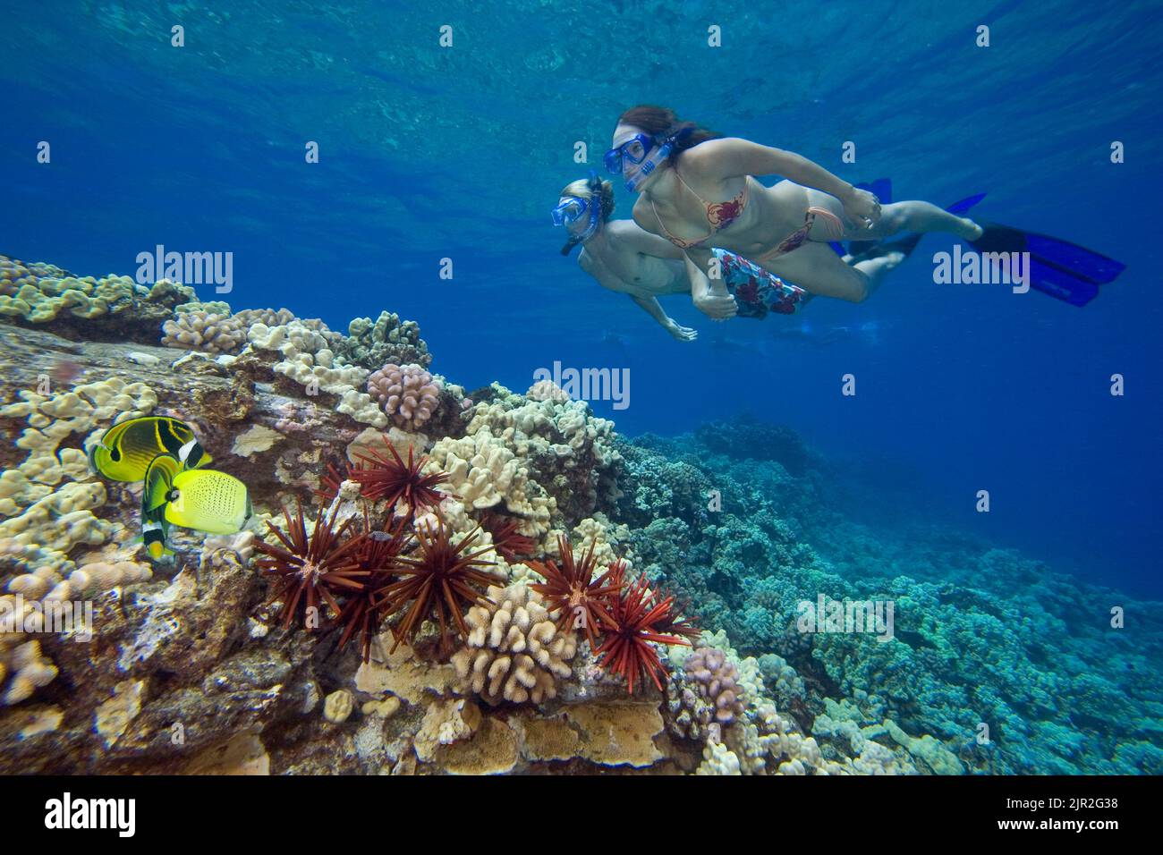 Free diver bikini hi-res stock photography and images - Alamy