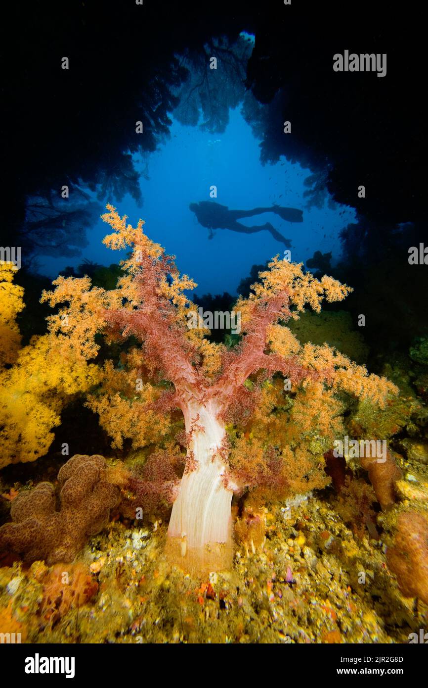 Male cave diver exploring water hi-res stock photography and images - Alamy