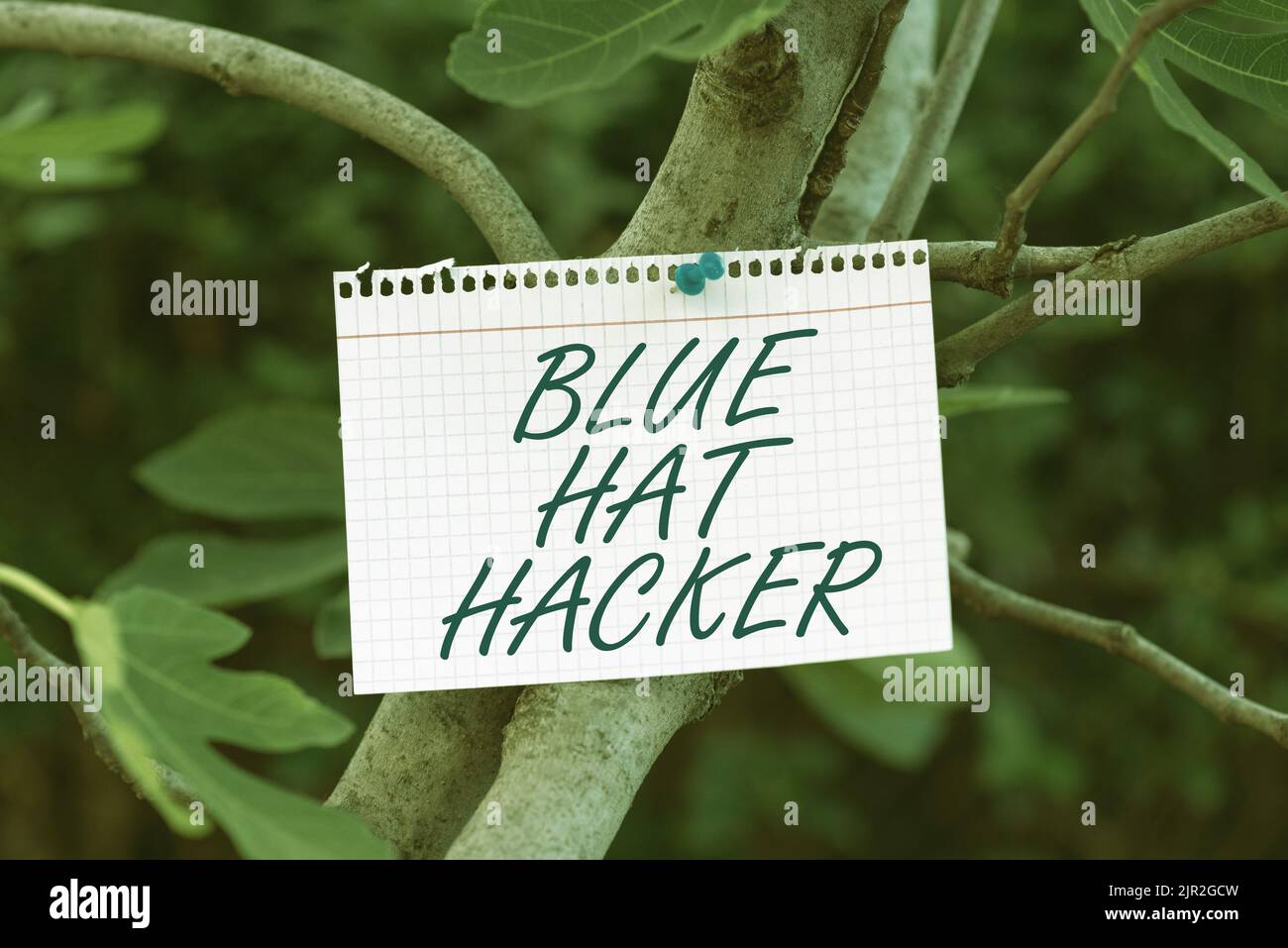 Conceptual caption Blue Hat Hacker. Business overview Person consulting ...