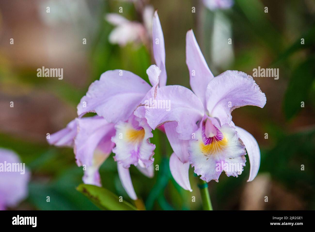 Festival de las flores de colombia hi-res stock photography and images ...