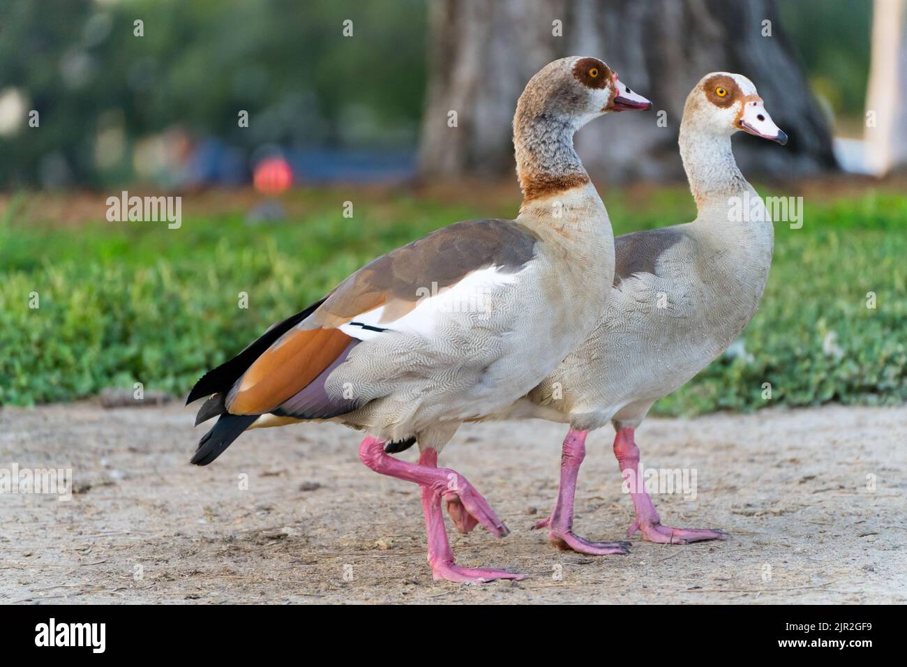 A wild ducks walking on the ground Stock Photo - Alamy