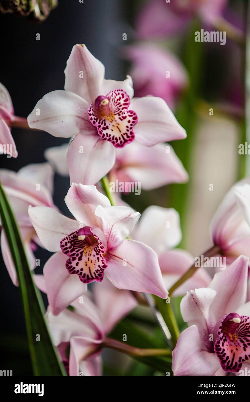 Close up of one of the beautiful Colombian orchids Stock Photo - Alamy