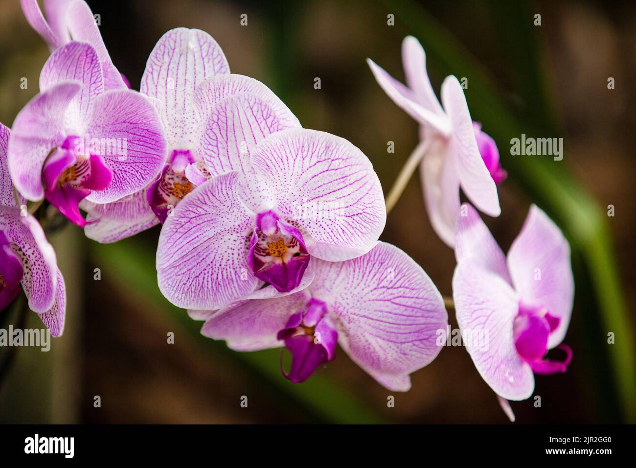 Close up of one of the beautiful Colombian orchids Stock Photo - Alamy