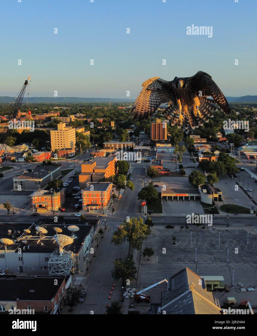 A vertical shot of a peregrine falcon hovering over a city in daylight ...