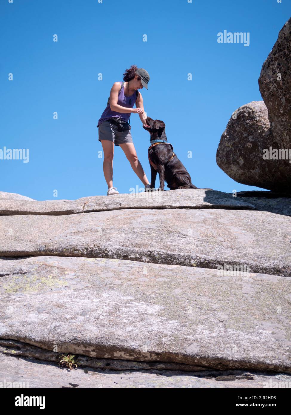 Female dog owner training her dog to follow her with rewards or treats ...