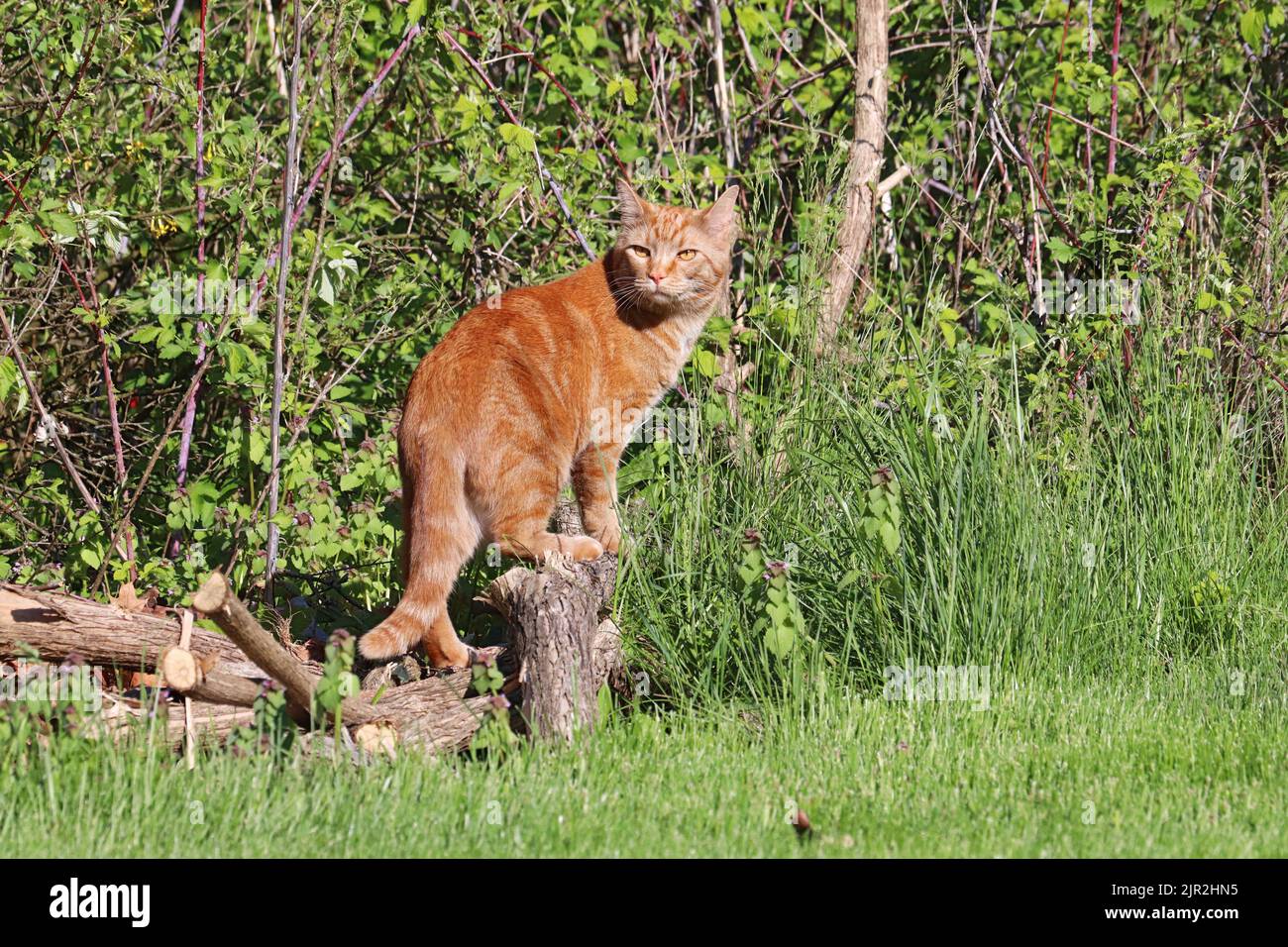 A copper-eyed, orange domestic shorthair classic red tabby cat (Felis ...