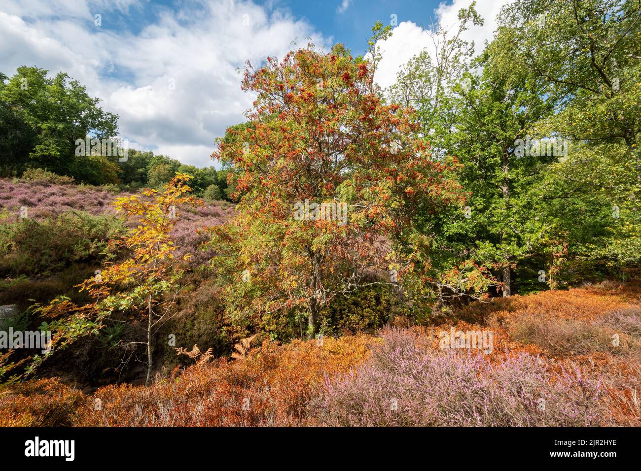 Hambledon Common heathland landscape in late summer, Surrey, England ...
