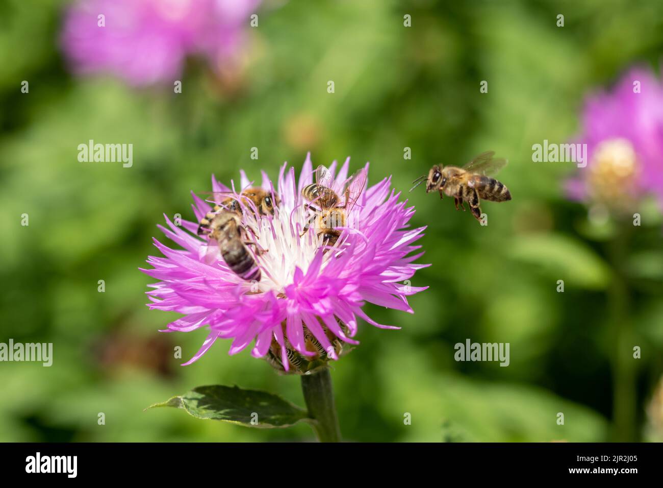 A bee flies towards a purple and white cornflower flower with three ...