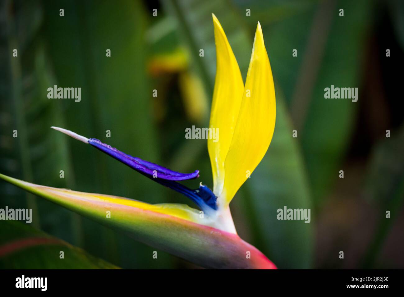 Strelitzia juncea close up. A yellow exotic tropical flower of the ...