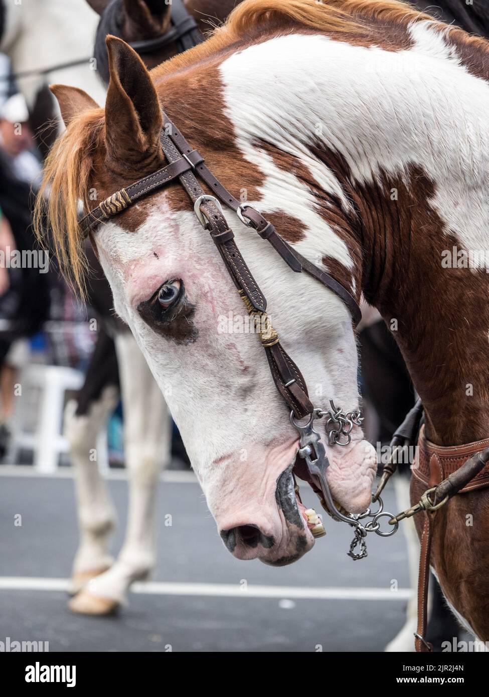Close up of a horse's (Equus ferus caballus) head in the annual horse ...