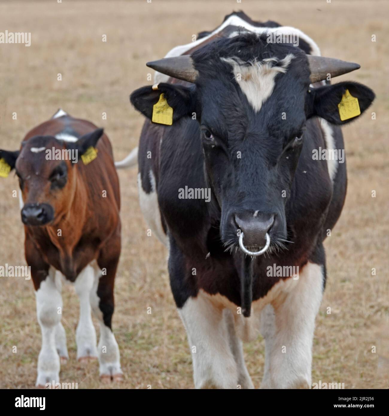 Holstein Cattle Horns