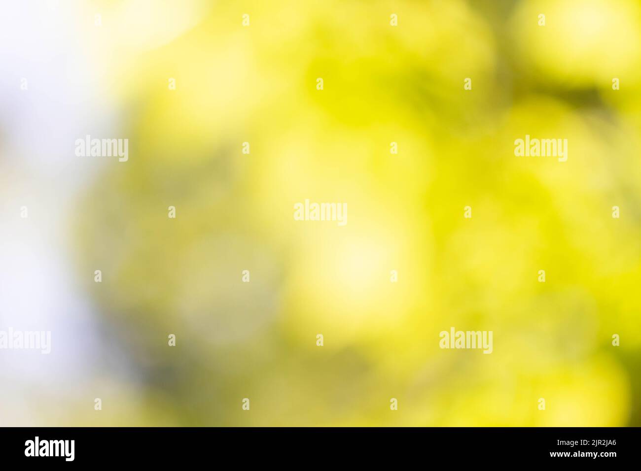 Abstract background. Background in blur out of focus. Texture in shades of green. Bokeh in the ...