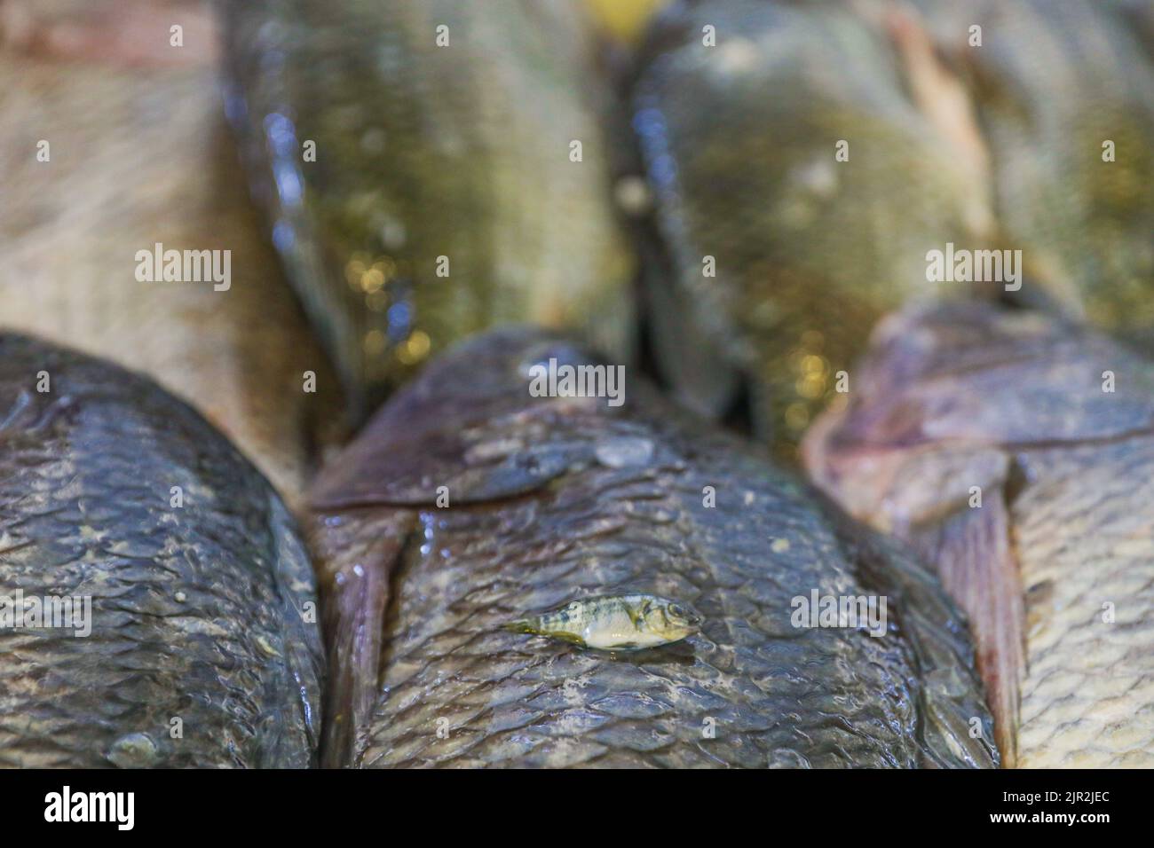 Traditional fish and seafood market in "Alonso Felipe de Andrade ...