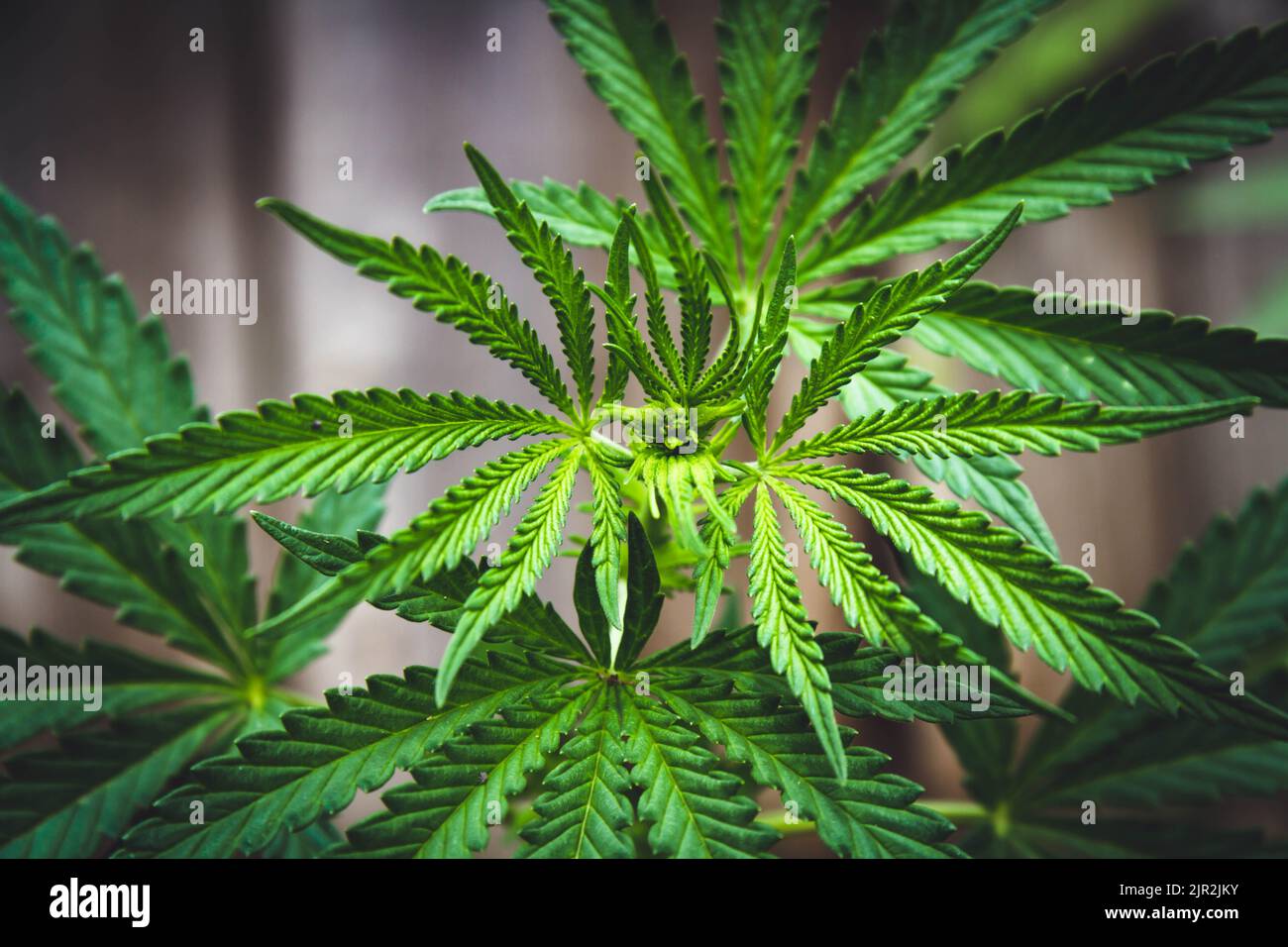 Cannabis bush close-up. Cultivation of hemp fields. Irrigation and ...