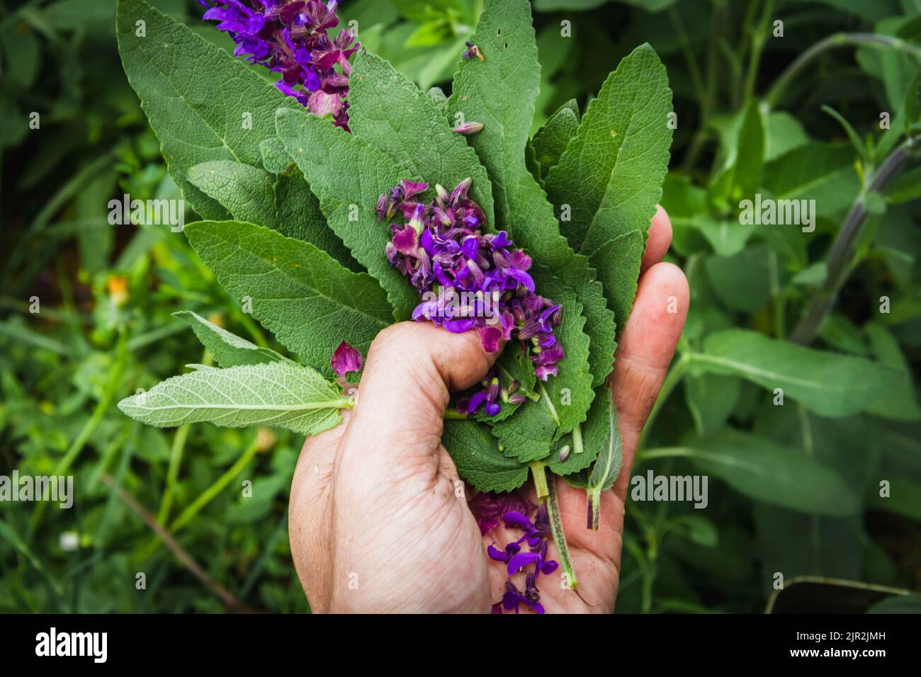 Collection of medicinal herbs. The herbalist collects sage. Herbal ...