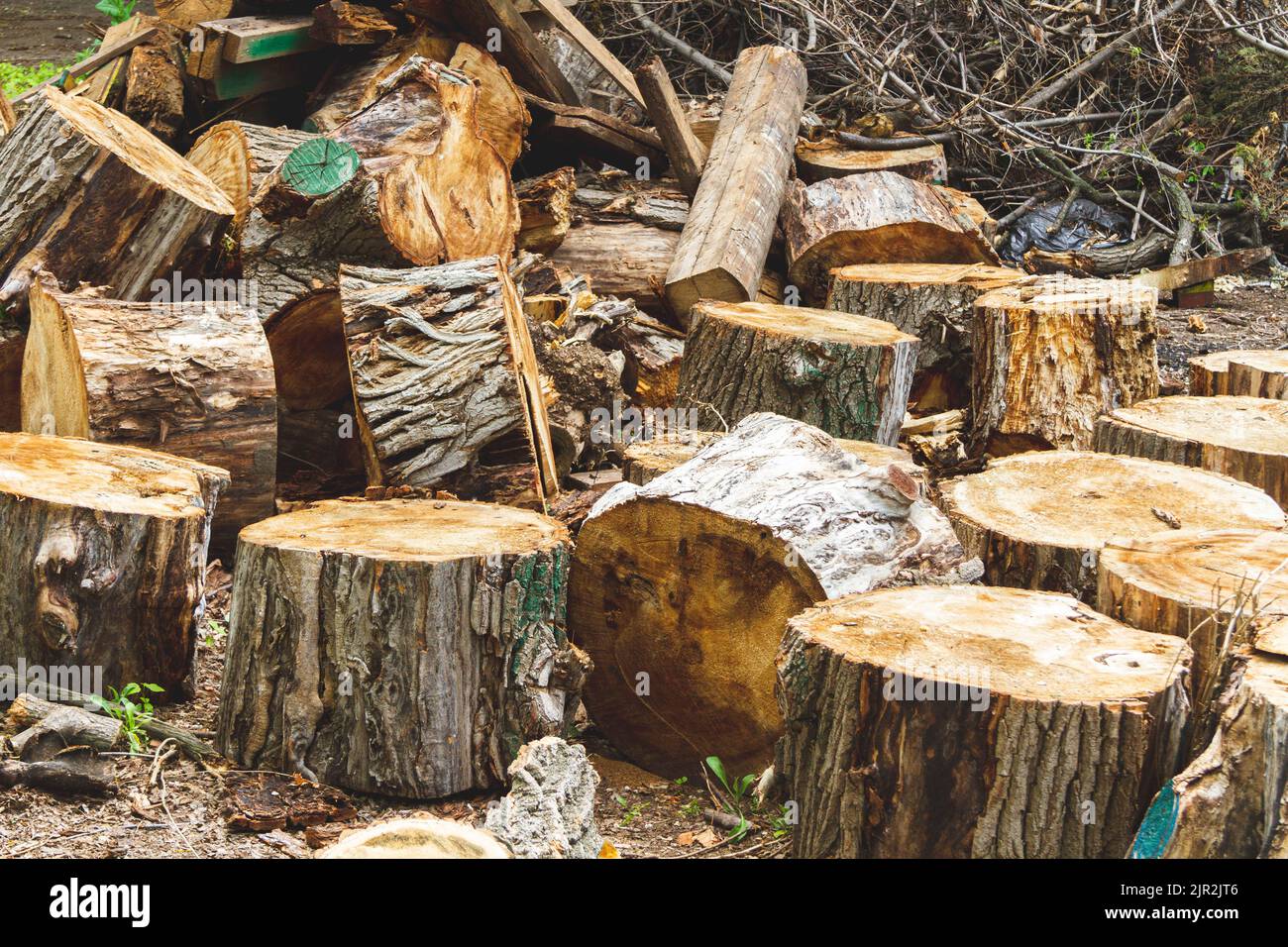 The problem of deforestation. Export of timber from the country ...